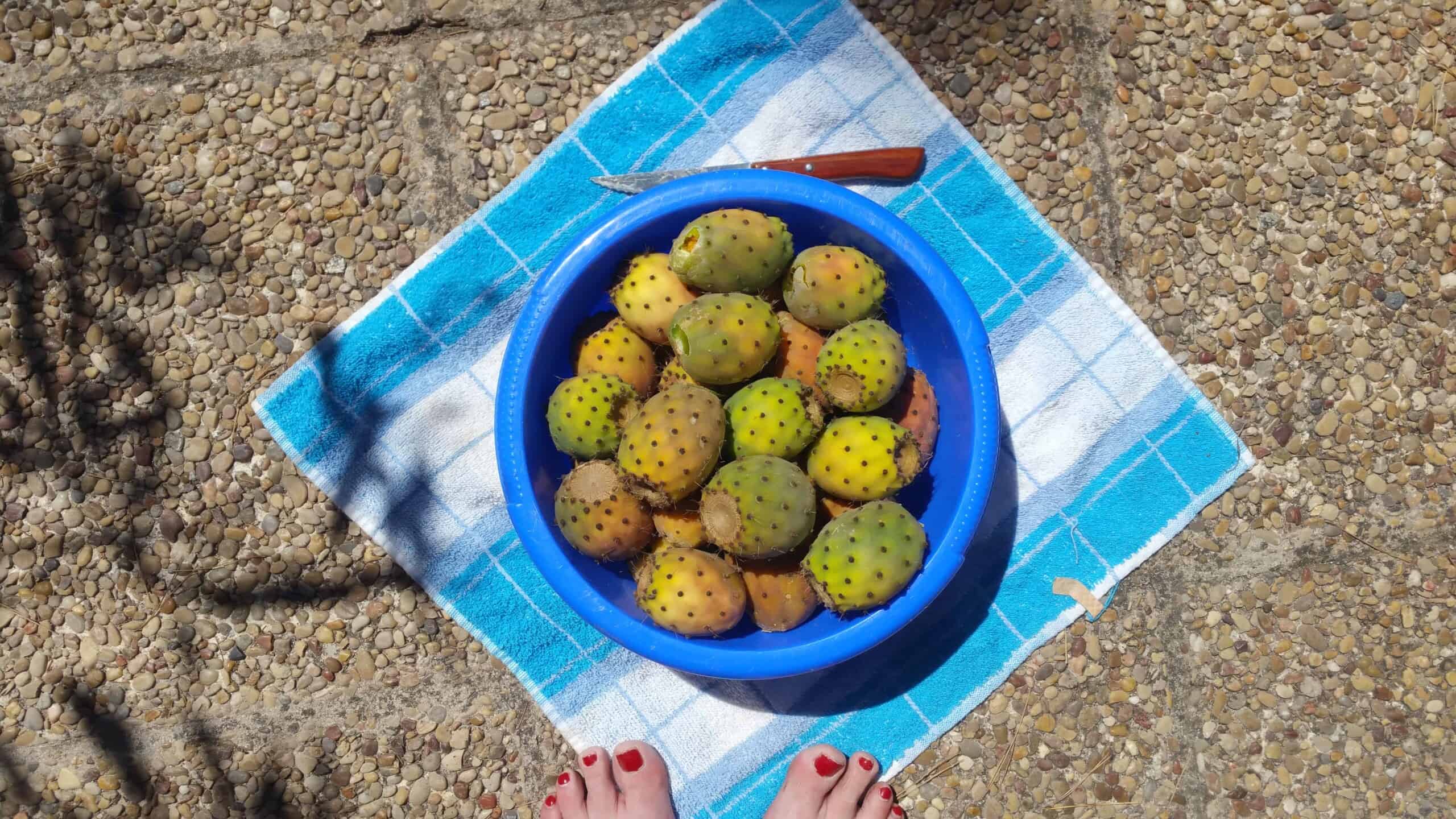 Prickly pear liquor – Ficatinicello - Carmela's Kitchen